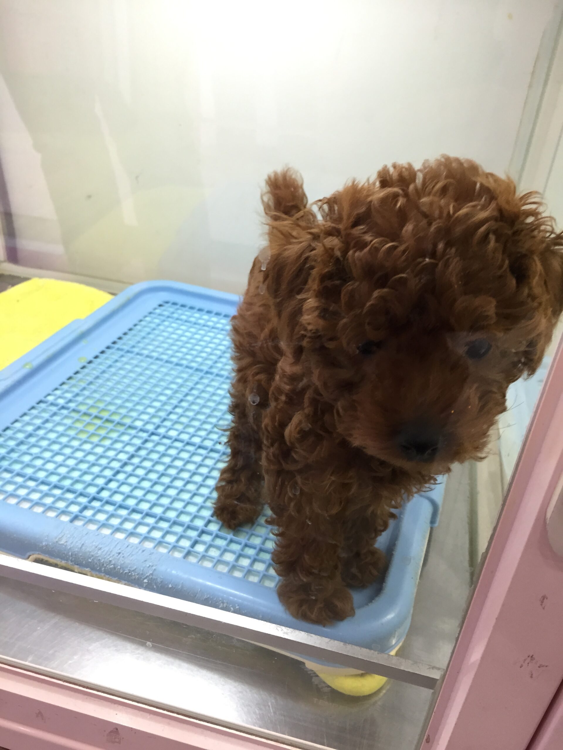 tokyo pet store 2 - Hungry for Points